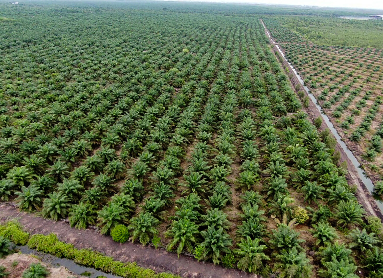 Website Resmi PT. Cisadane Sawit Raya